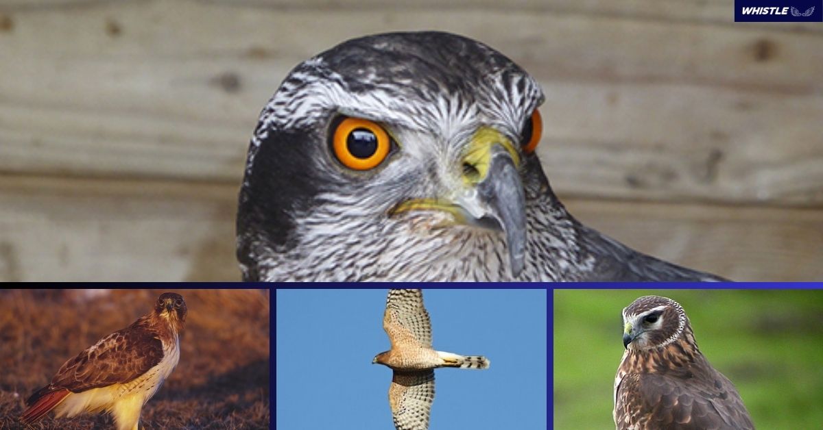20 Types of Hawks in Wisconsin & How to Identify!