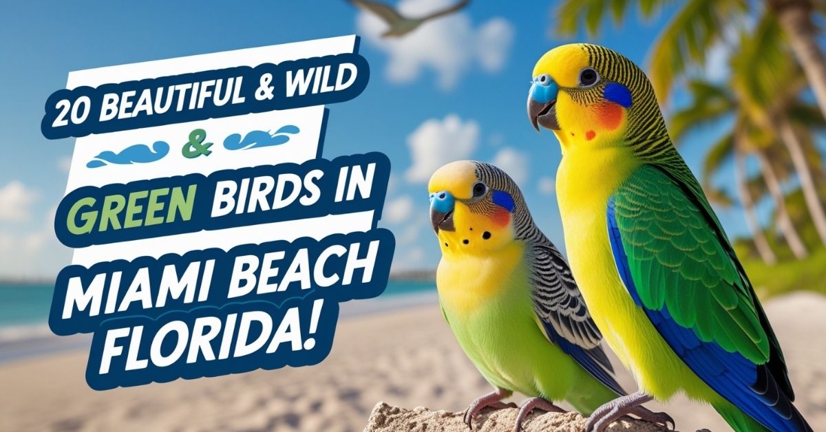 20 Beautiful & Wild Green Birds In Miami Beach Florida!