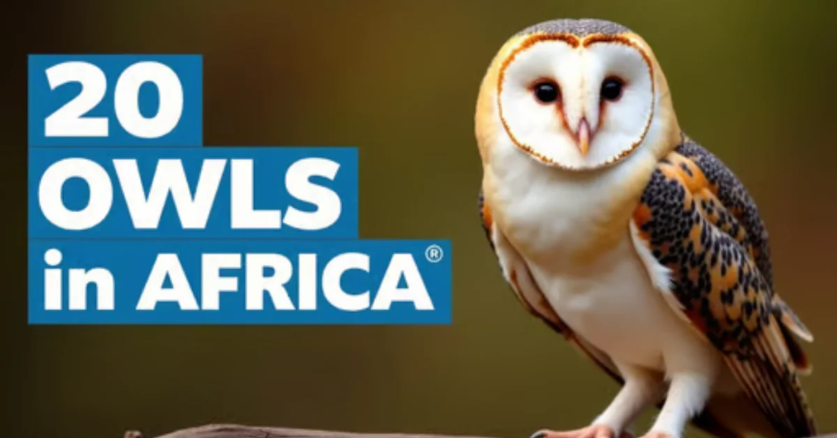 20 Owls in Africa - Most Mysterious Species!