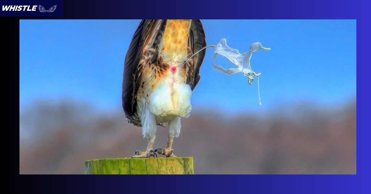 Is Bird Poop Good Luck? Myth vs. Reality Explained!
