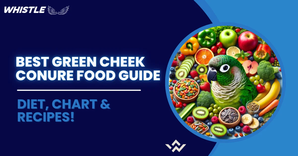 Best Green Cheek Conure Food Guide - Diet, Chart & Recipes!
