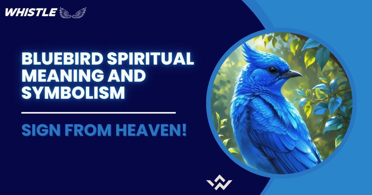 Bluebird Spiritual Meaning And Symbolism - Sign From Heaven!