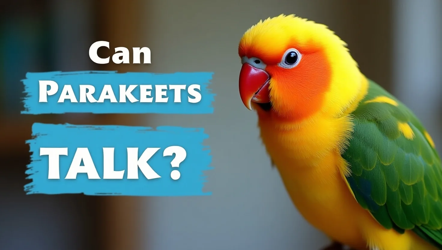 Can Parakeets Talk? How to Train Them to Speak Clearly!