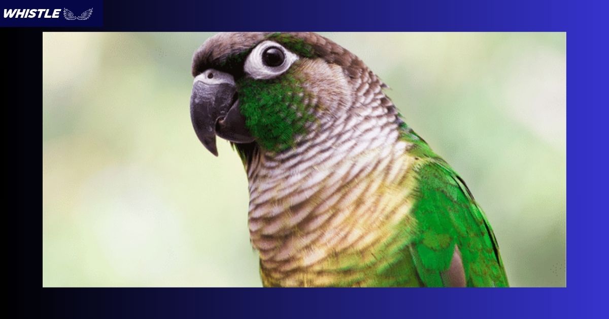 Green Cheeked Conure - A Complete Guide for Pet Owners!