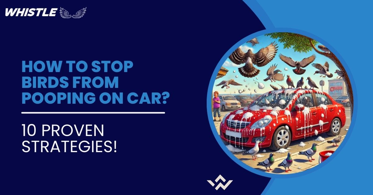How To Stop Birds From Pooping On Car? 10 Proven Strategies!