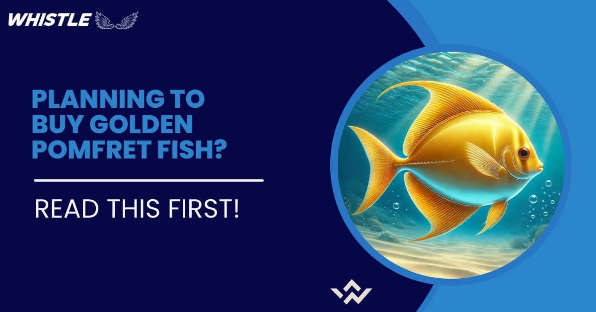 Planning to Buy Golden Pomfret Fish? Read This First!