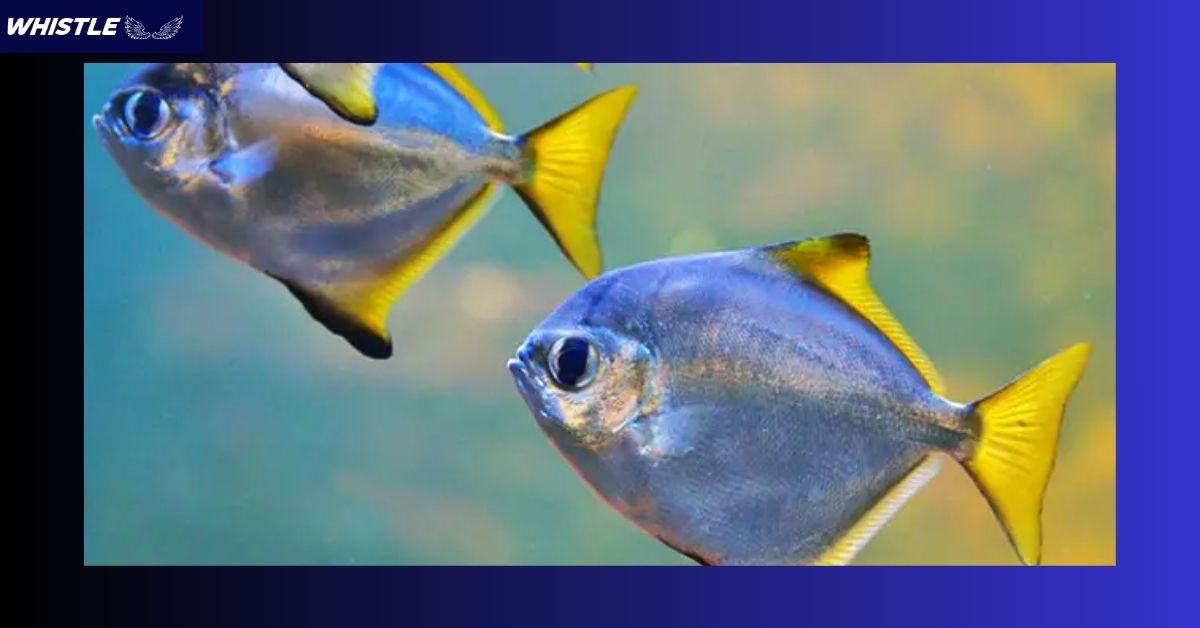 Planning to Buy Golden Pomfret Fish? Read This First!