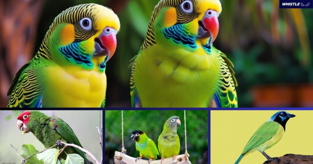 20 Beautiful & Wild Green Birds In Miami Beach Florida!