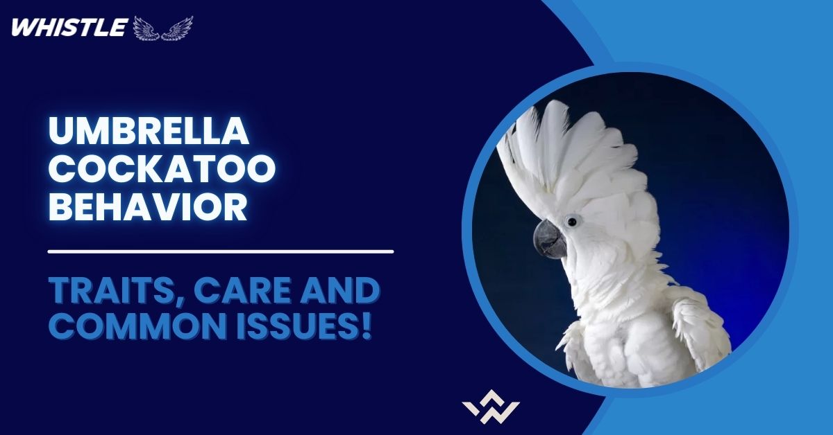 Umbrella Cockatoo Behavior - Traits, Care and Common Issues!