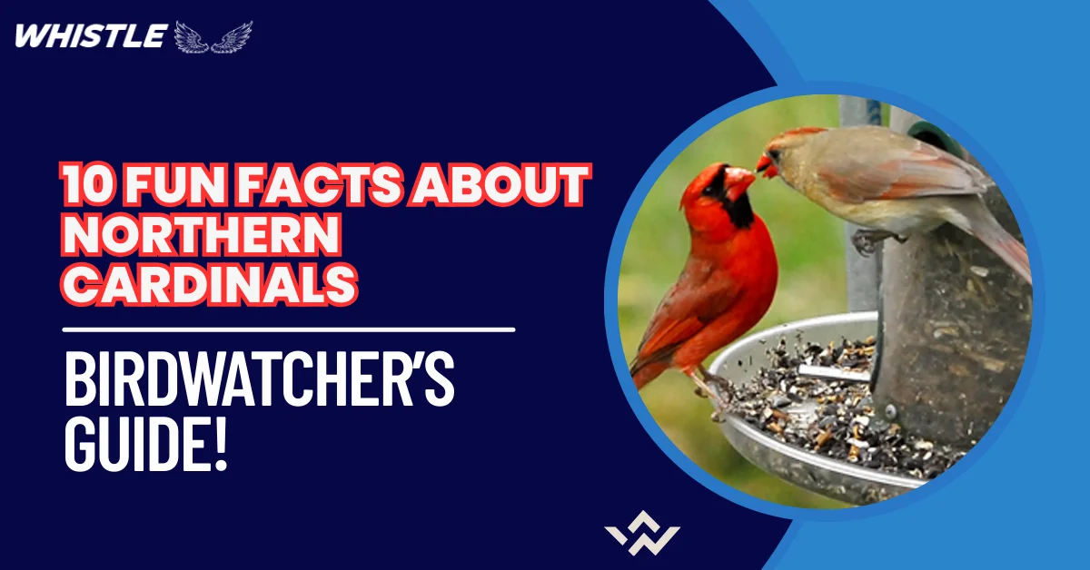10 Fun Facts About Northern Cardinals - Birdwatcher’s Guide!