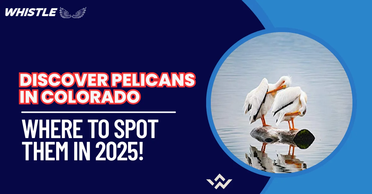 Discover Pelicans in Colorado - Where to Spot Them in 2025!
