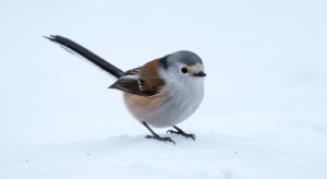 Shima Enaga Bird - The Fluffy Cotton Ball of Hokkaido!