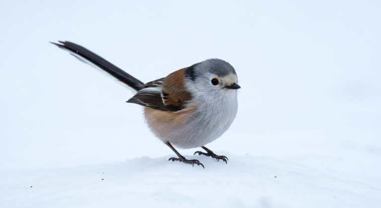 Shima Enaga Bird - The Fluffy Cotton Ball of Hokkaido!